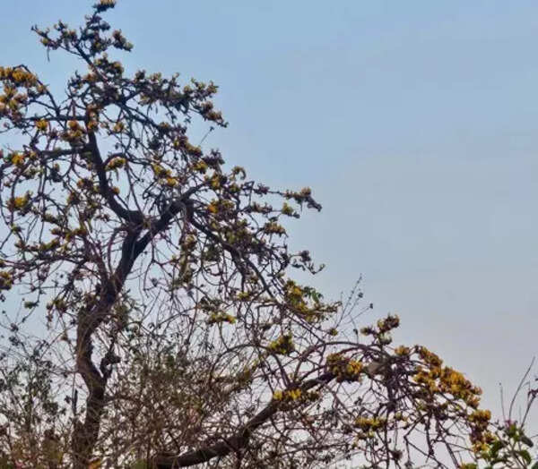 Flame of the forest puts on a rare yellow face in Mangar’s Aravalis ...