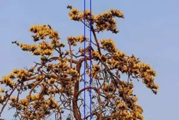 Flame of the forest puts on a rare yellow face in Mangar’s Aravalis ...