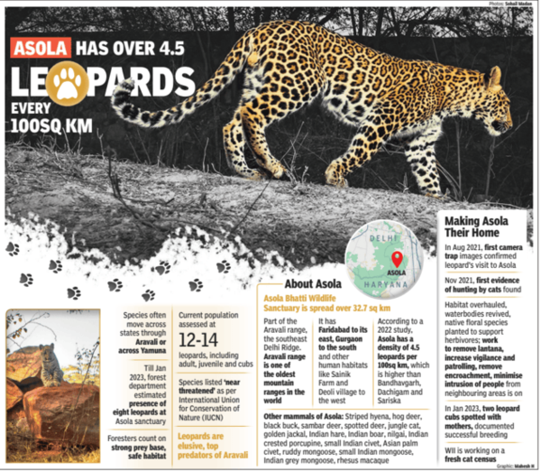 Silent revival: Leopards roam in Delhi's backyard | Delhi News - The Times of India