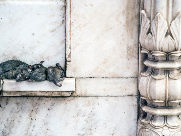 Karni Mata Temple: A temple with thousands of rats — inside Rajasthan’s ...