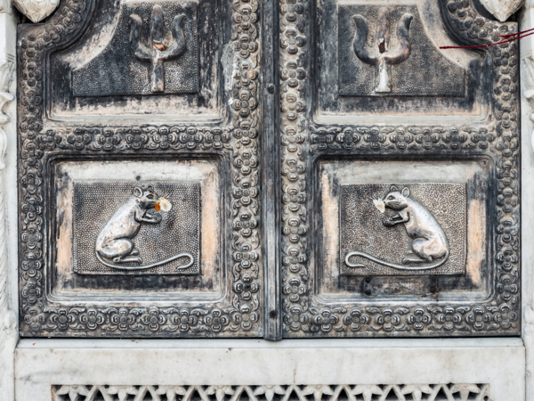 Karni Mata Temple: A temple with thousands of rats — inside Rajasthan’s strangest shrine ...