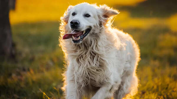 Wait, what! This dog travelled 100 kilometers to bite its owner after ...