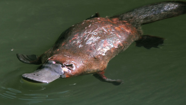12 animals with extraordinary senses including snakes, dolphins, bats ...