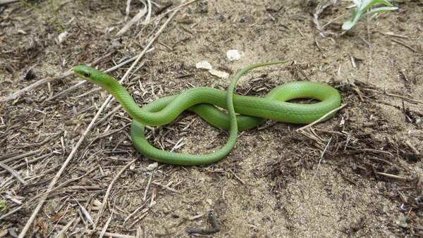 9 fascinating green snake species across the globe, from the green tree ...