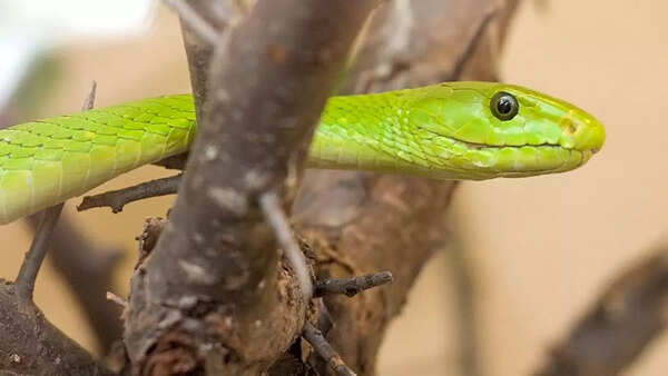 9 fascinating green snake species across the globe, from the green tree ...