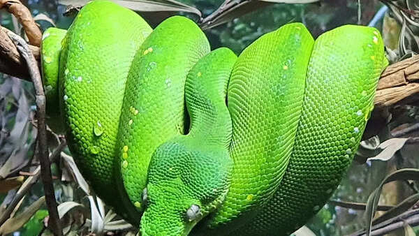 9 fascinating green snake species across the globe, from the green tree ...