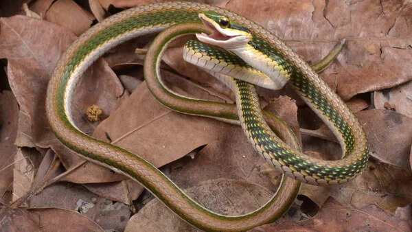 9 fascinating green snake species across the globe, from the green tree ...