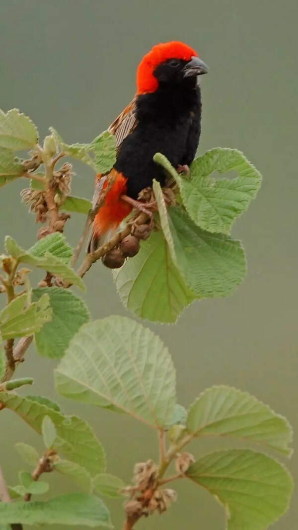 NCAER chief Poonam Gupta named RBI DG - Times of India