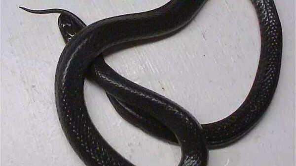 10 black snake species around the world, including black spitting cobra ...