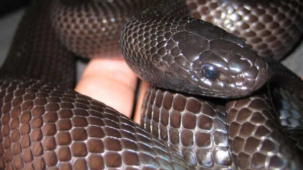 10 black snake species around the world, including black spitting cobra, eastern rat snake and ...