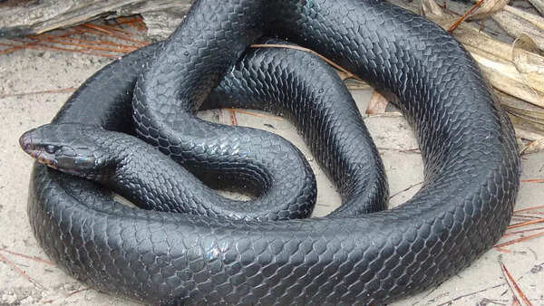 10 black snake species around the world, including black spitting cobra, eastern rat snake and ...