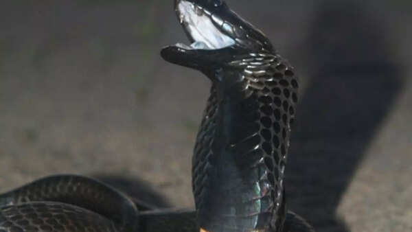 10 black snake species around the world, including black spitting cobra, eastern rat snake and ...