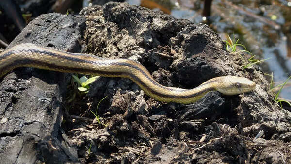 10 black snake species around the world, including black spitting cobra, eastern rat snake and ...