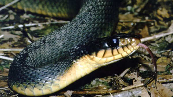 10 black snake species around the world, including black spitting cobra, eastern rat snake and ...