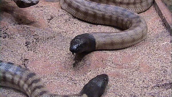 10 black snake species around the world, including black spitting cobra, eastern rat snake and ...
