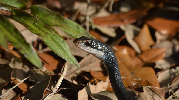 10 black snake species around the world, including black spitting cobra, eastern rat snake and ...