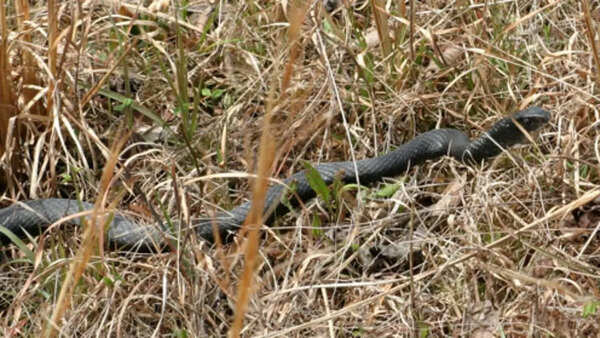 10 black snake species around the world, including black spitting cobra ...