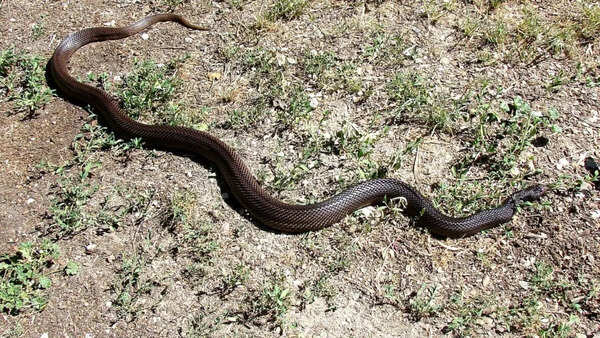 10 black snake species around the world, including black spitting cobra, eastern rat snake and ...