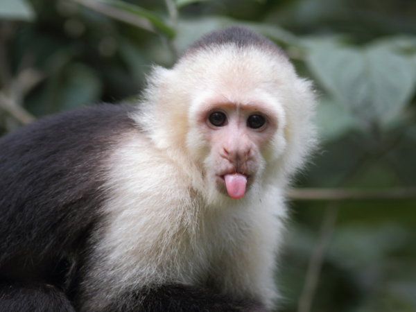 Why monkeys are kidnapping babies of another species, scientists reveal ...