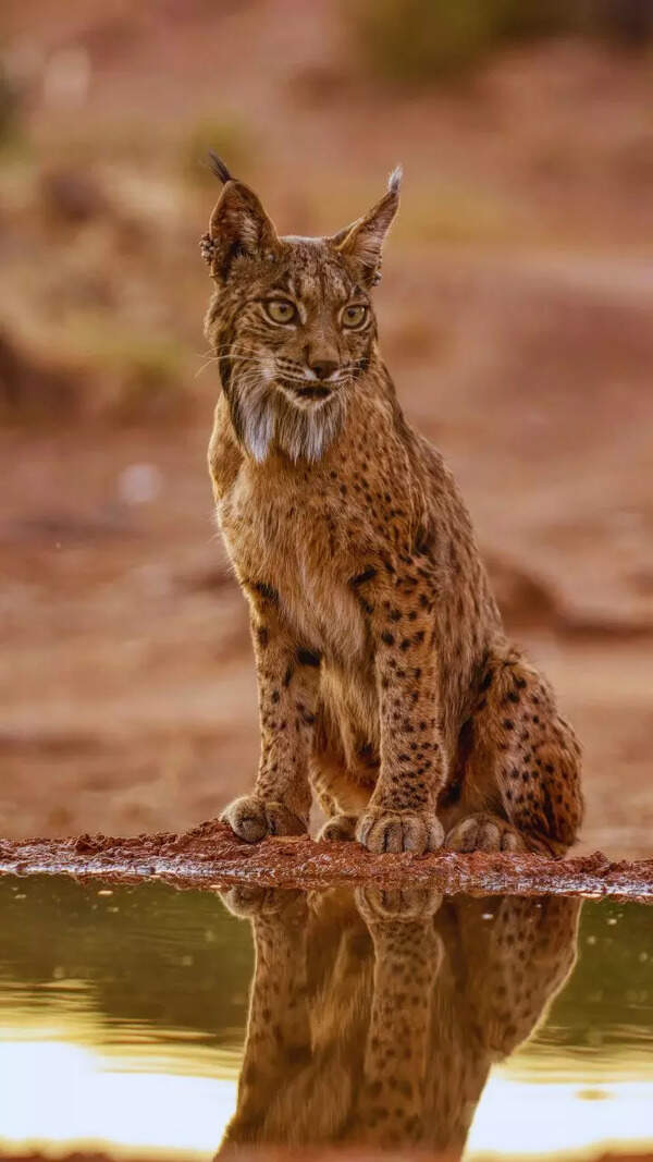 This rare monkey has a ‘bleeding heart’ – Discover its most surprising ...