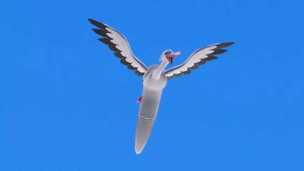 Pokemon GO Bombirdier raid guide - Best counters, strengths, weaknesses ...