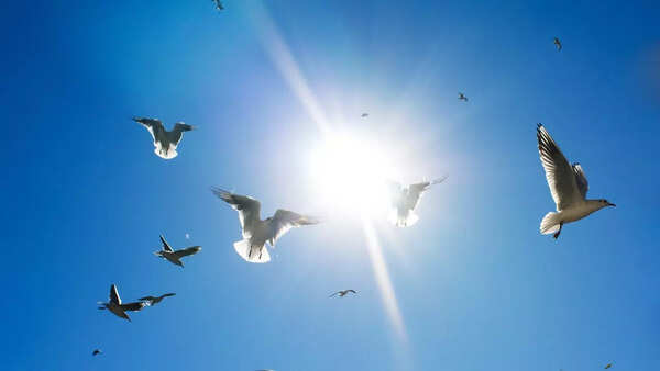 5 animals that can sense natural disasters before they strike | - Times ...