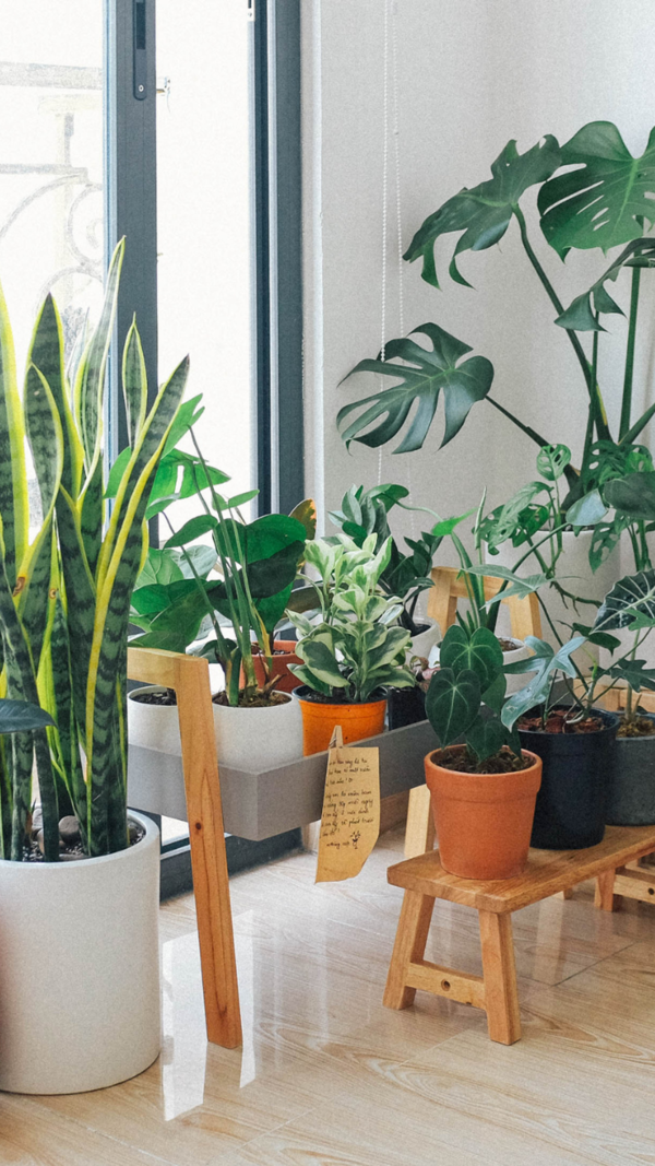 Why seeing a Neelkanth bird on Dussehra is considered auspicious?