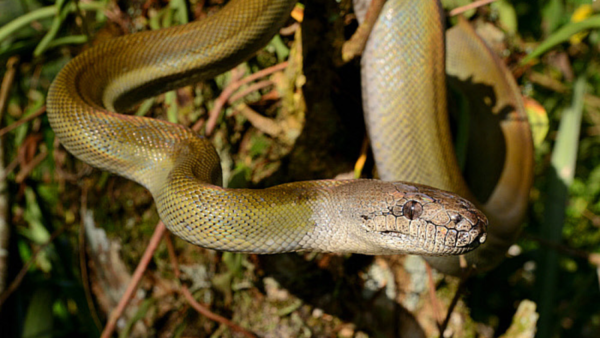 The Camouflage Python: Papuan Olive snake that changes its colours like ...