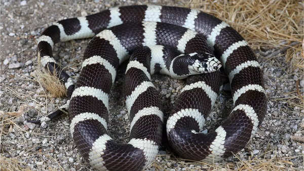 8 beautiful snakes you can spot in California’s wildlands | - Times of ...