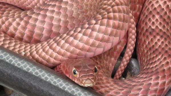 8 beautiful snakes you can spot in California’s wildlands | - Times of ...