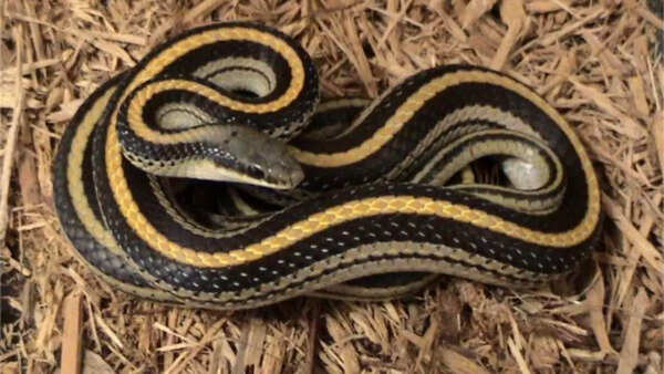 8 beautiful snakes you can spot in California’s wildlands | - Times of ...