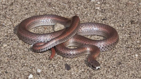 8 beautiful snakes you can spot in California’s wildlands | - Times of ...