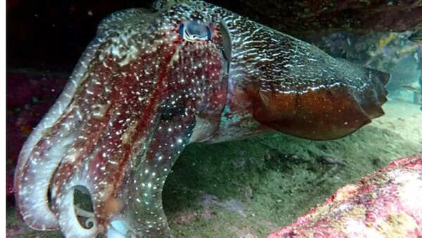 10 colour changing animals that use camouflage for their survival on Earth | - Times of India