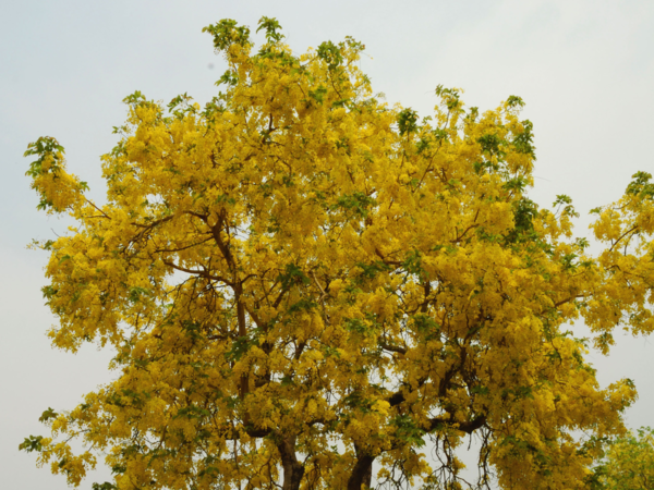Indian flowers that remind us of cherry blossoms | - Times of India