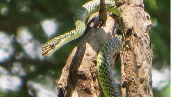 5 snakes that never touch ground: Masters of the treetops | - Times of ...