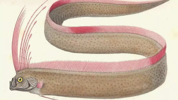 Rare 'doomsday fish' spotted in Tamil Nadu: Is it a sign of a disaster ...