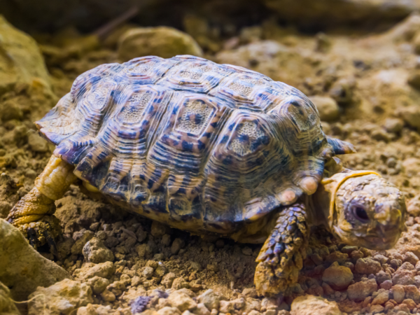 10 smallest animals on Earth and where they are found | - Times of India