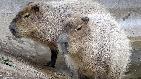 10 most friendly animals in the world that are loved by humans ...