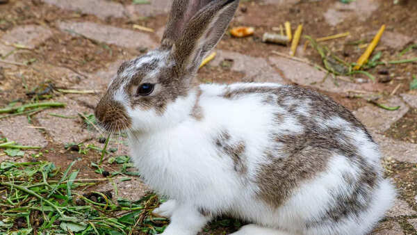 10 most friendly animals in the world that are loved by humans ...