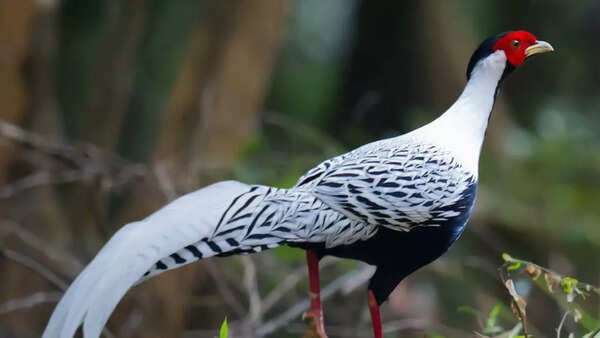 15 birds with cool hairdos that could steal the spotlight like fashion icons | - Times of India