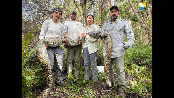 More than 1,000 Burmese Pythons captured and killed in Florida’s war ...