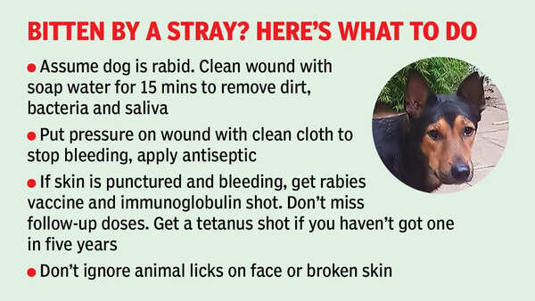 ‘Anti-rabies vaccine is very effective but there are other factors at ...