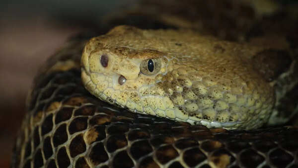 10 animals that deliver most painful bites and stings in the world ...