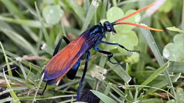 10 animals that deliver most painful bites and stings in the world ...