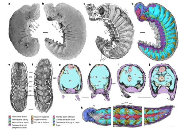 520-million-year-old 3D preserved tiny fossil has the brain and nerves ...