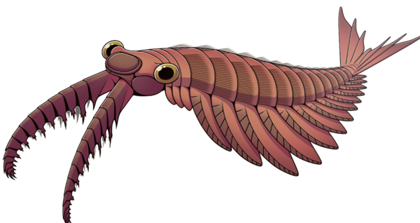 520-million-year-old 3D preserved tiny fossil has the brain and nerves intact and it is shocking ...