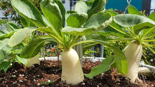 10 flowering vegetables and herbs that will bring colour and flavour to ...