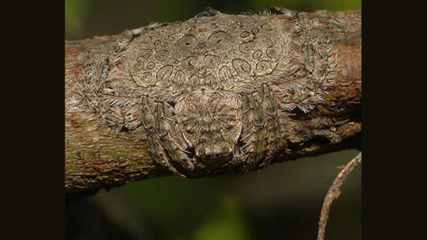 Shape Shifting Spider: This spider disappears on trees —Meet Australia ...