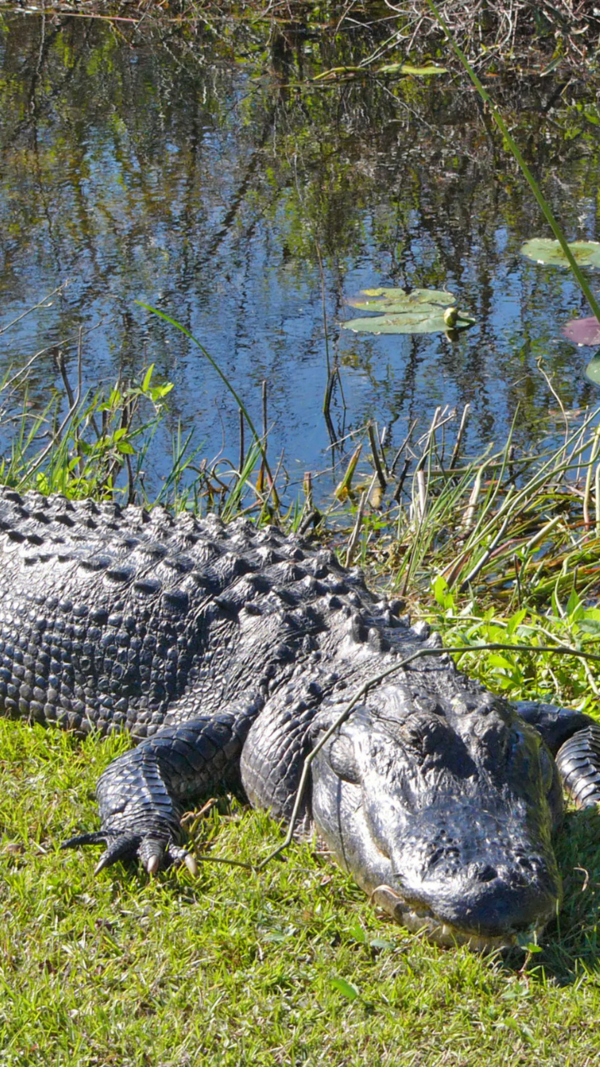 Github Ceo To Software Engineers ‘key For Winning Ai Coding Tools Is In The Times Of India