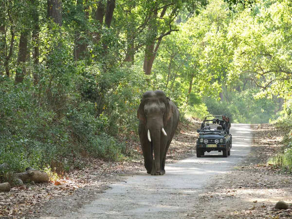 Safari Tips: How to safari like a pro in India: 10 must-know tips ...